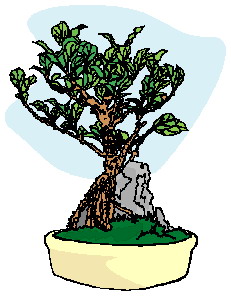 Bonsai Trees: Animated Images, Gifs, Pictures & Animations - 100% FREE!