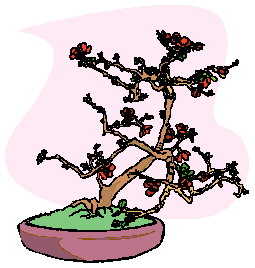 Bonsai Trees: Animated Images, Gifs, Pictures & Animations - 100% FREE!