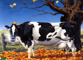 Cows: Animated Images, Gifs, Pictures & Animations - 100% FREE!